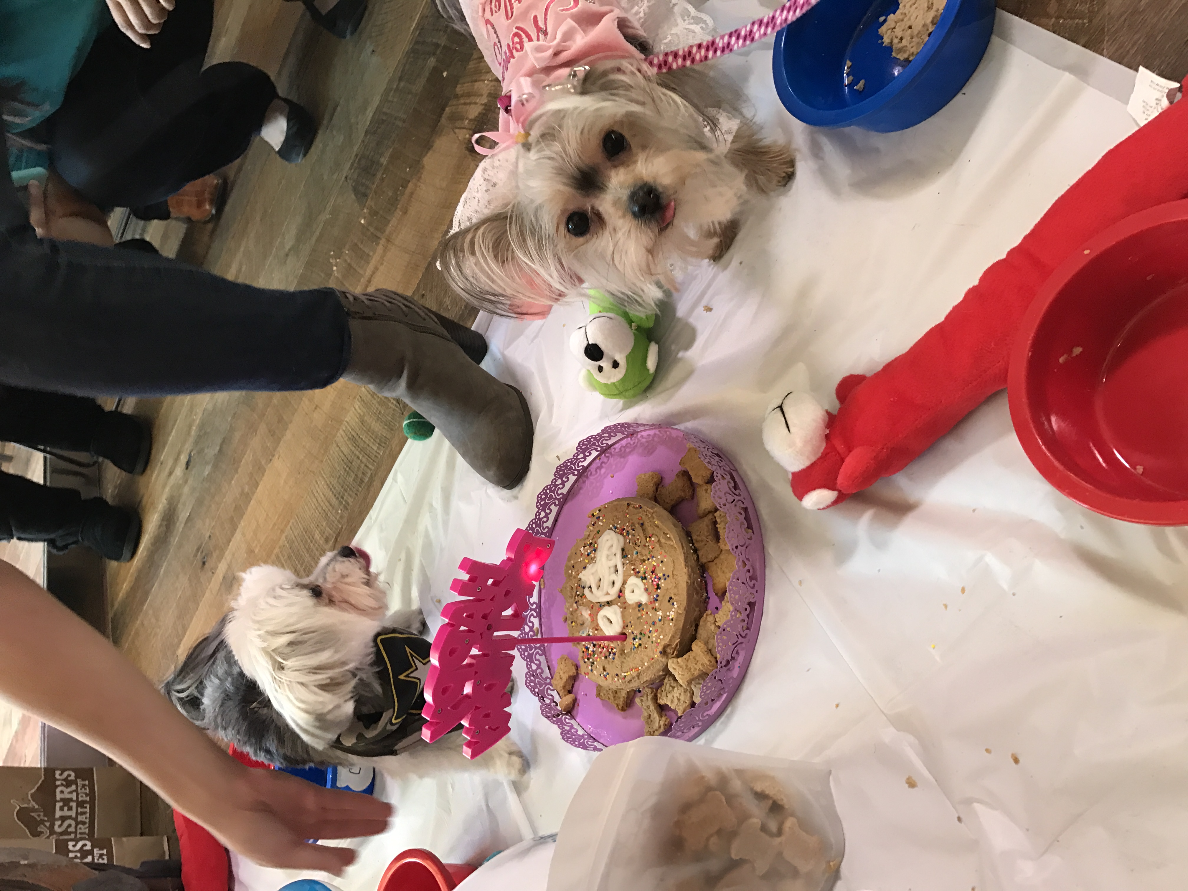 Molly and Chewy licking lips - Creative Lifestyles