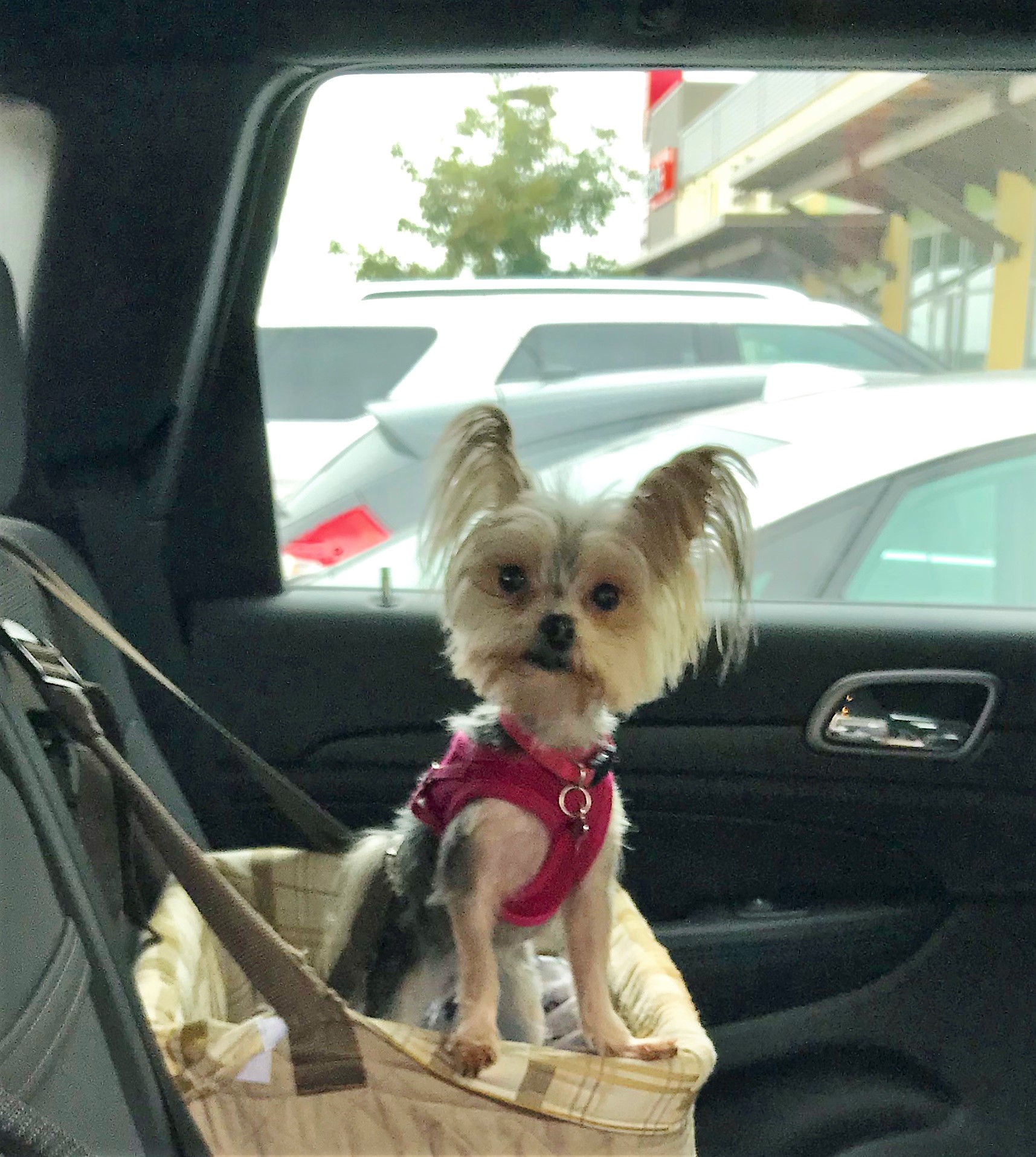 Pet Friendly Road Tripping Tips - Creative Lifestyles