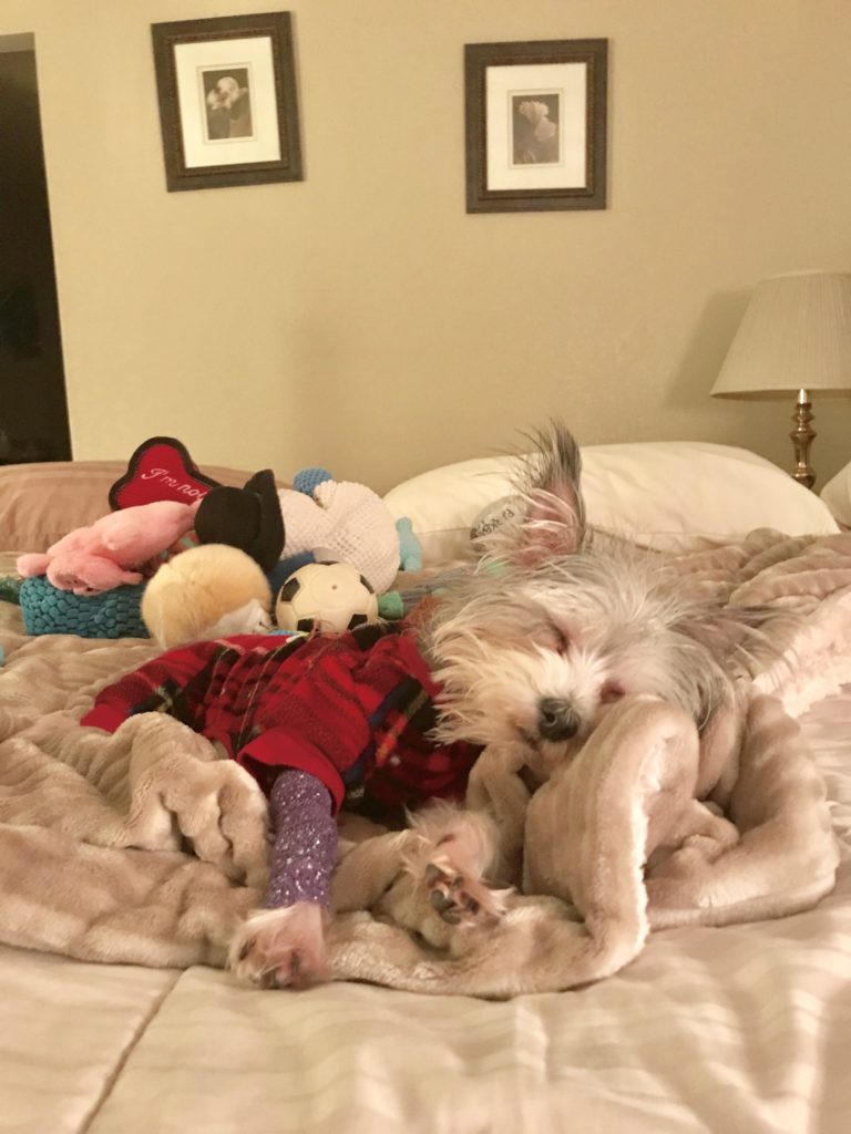 Pet Friendly Road Tripping Tips - Creative Lifestyles