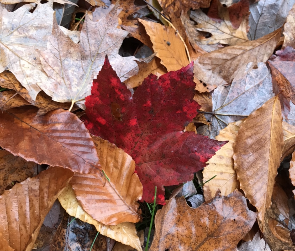 Best Leaf Peeping In America - Creative Lifestyles